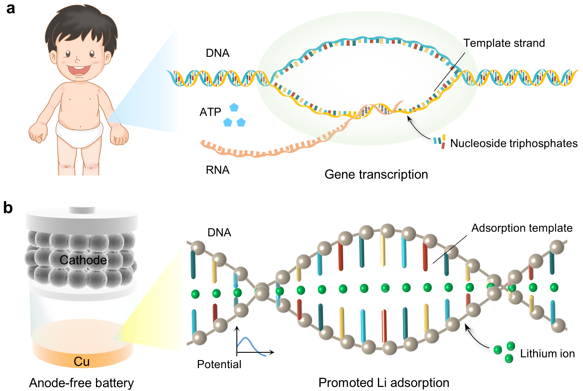 孙浩团队Advanced Materials：“可编程”DNA界面层助力无负极电池性能提升和快速迭代-变革性分子前沿科学中心
