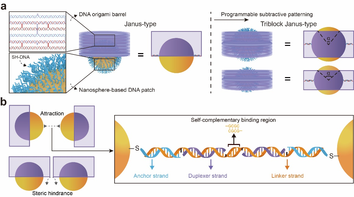 姚广保团队Angew：DNA折纸介导的纳米颗粒表面减材图案化-变革性分子前沿科学中心